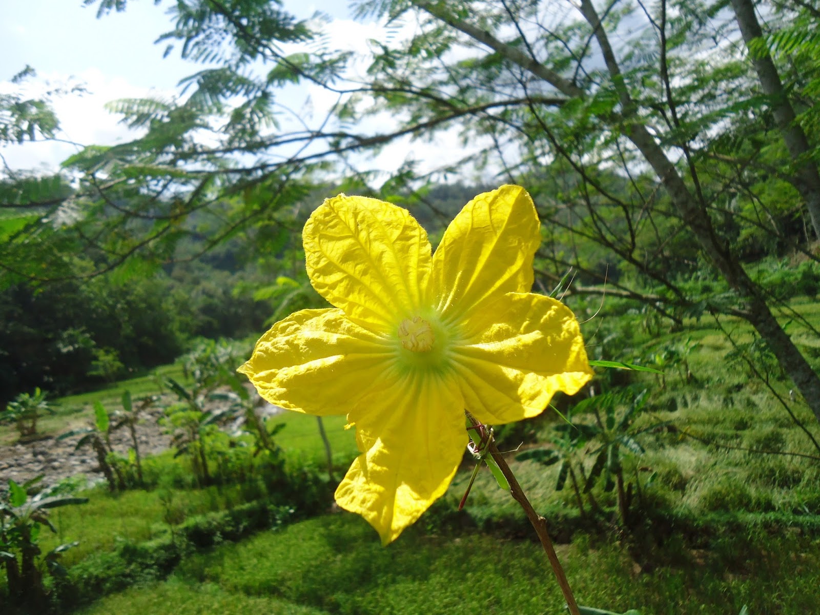 Wallpaper Bunga Labu Kuning di Bukit Menoreh - Rumah Daun Muda