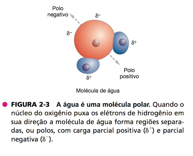 A água é uma molécula polar