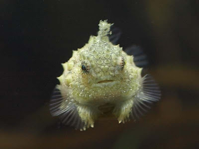 Round 'n' Cute: The Pacific Spiny Lumpsucker proves you can be lumpy ...