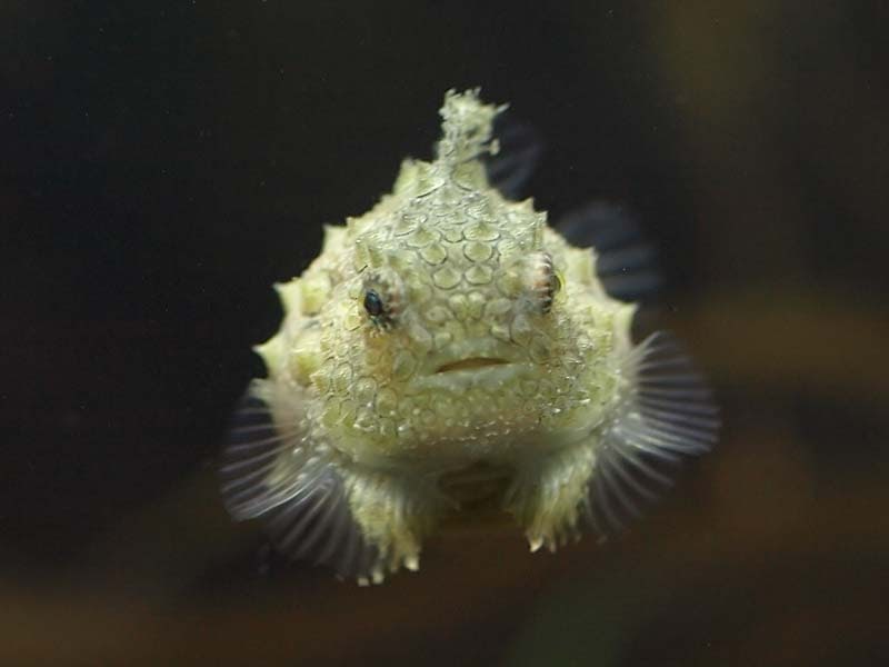 Round 'n' Cute: The Pacific Spiny Lumpsucker proves you can be lumpy ...