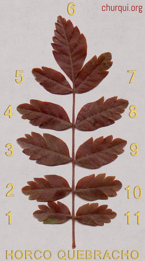 Formas de hoja simple y de Hoja compuesta