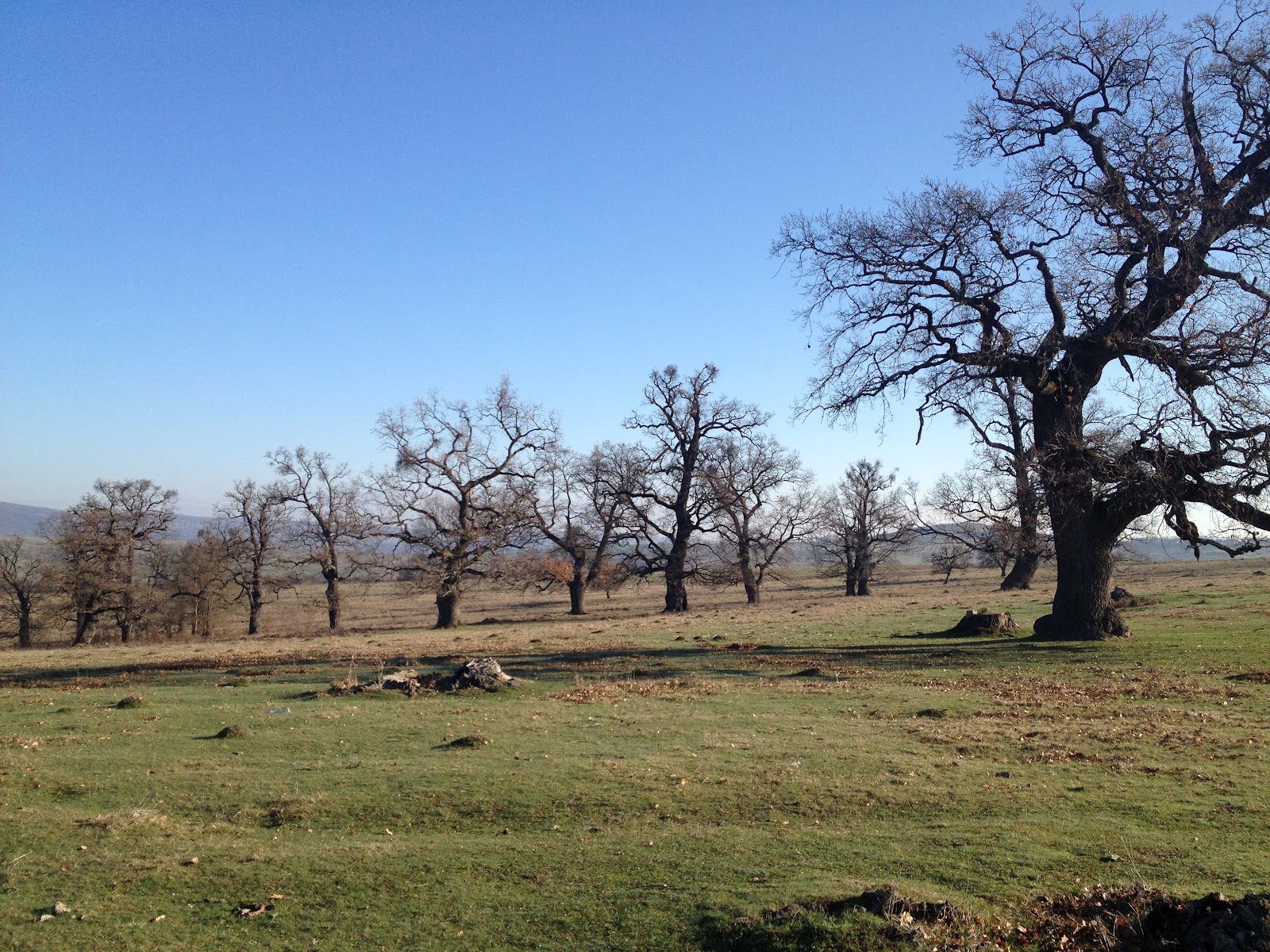 Society for Conservation Biology Europe Section: Wood-pastures from ...