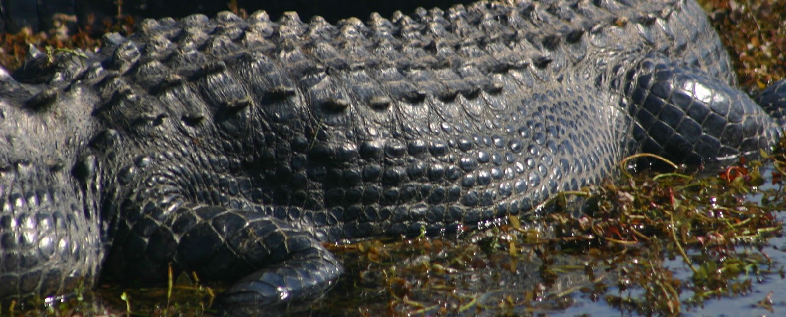 Cannundrums: American Alligator - Florida