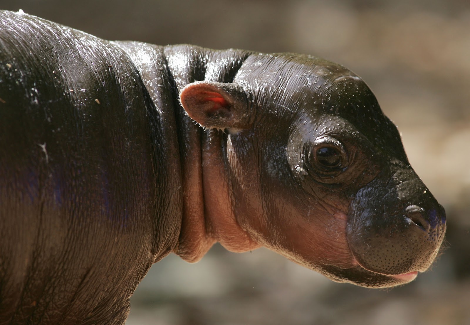 Let's Draw Endangered Species! : ): Pygmy Hippopotamus