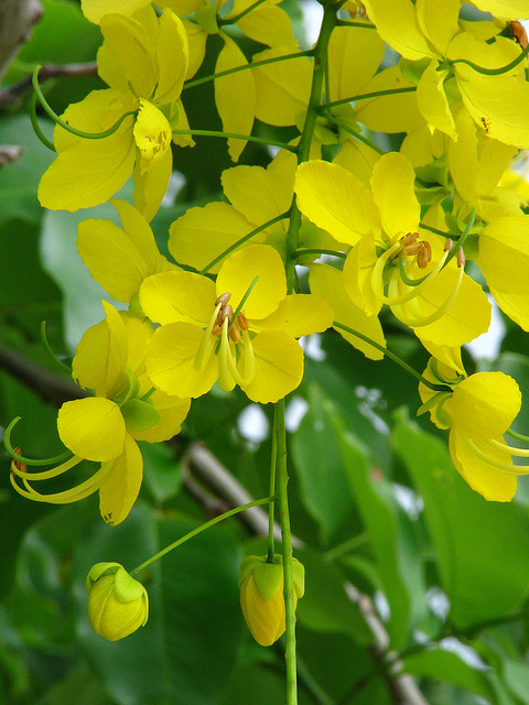 PLANTS DESCRIPTION: AHALA