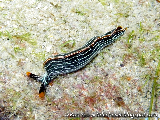 tHE tiDE cHAsER: Sap-sucking Slugs (Phylum Mollusca: Clade Sacoglossa ...