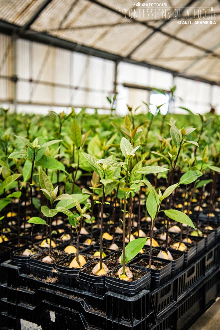 Farm to Table: The life of an Avocado {Photo Story & Recipes}