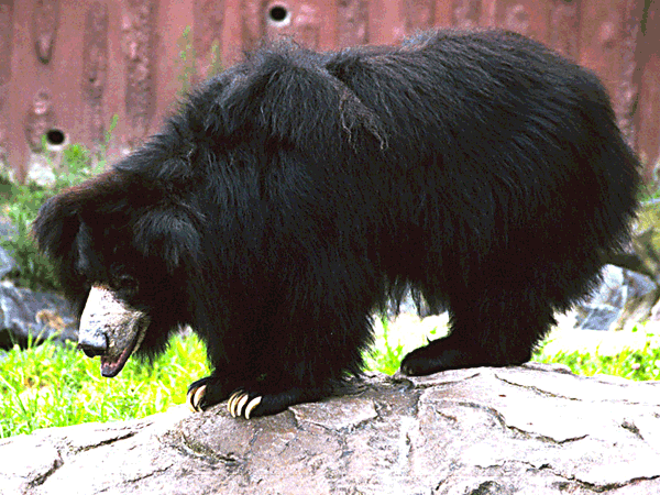 Sloth bear | The Life of Animals