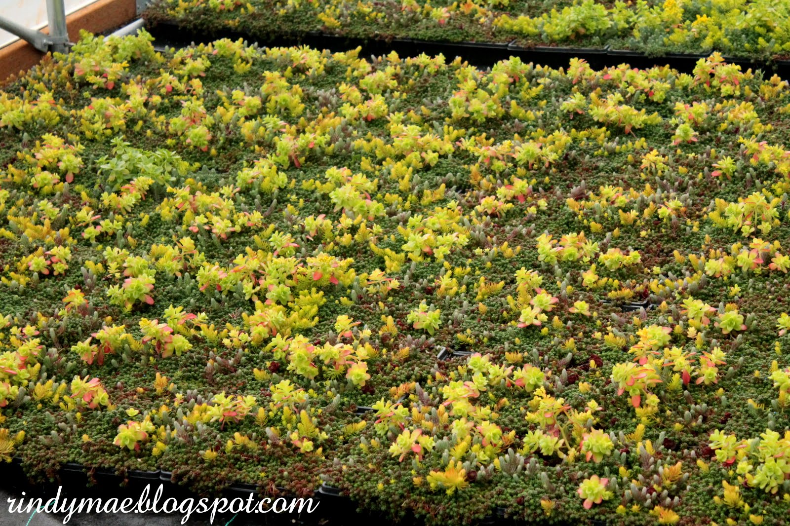 Rindy Mae: Little Prince of Oregon Nursery Tour