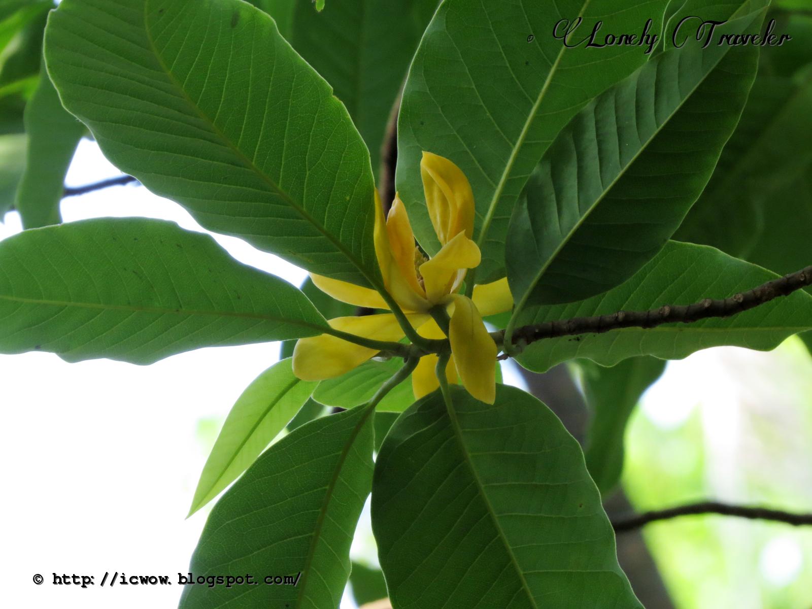 Swarna chapa - Magnolia champaca