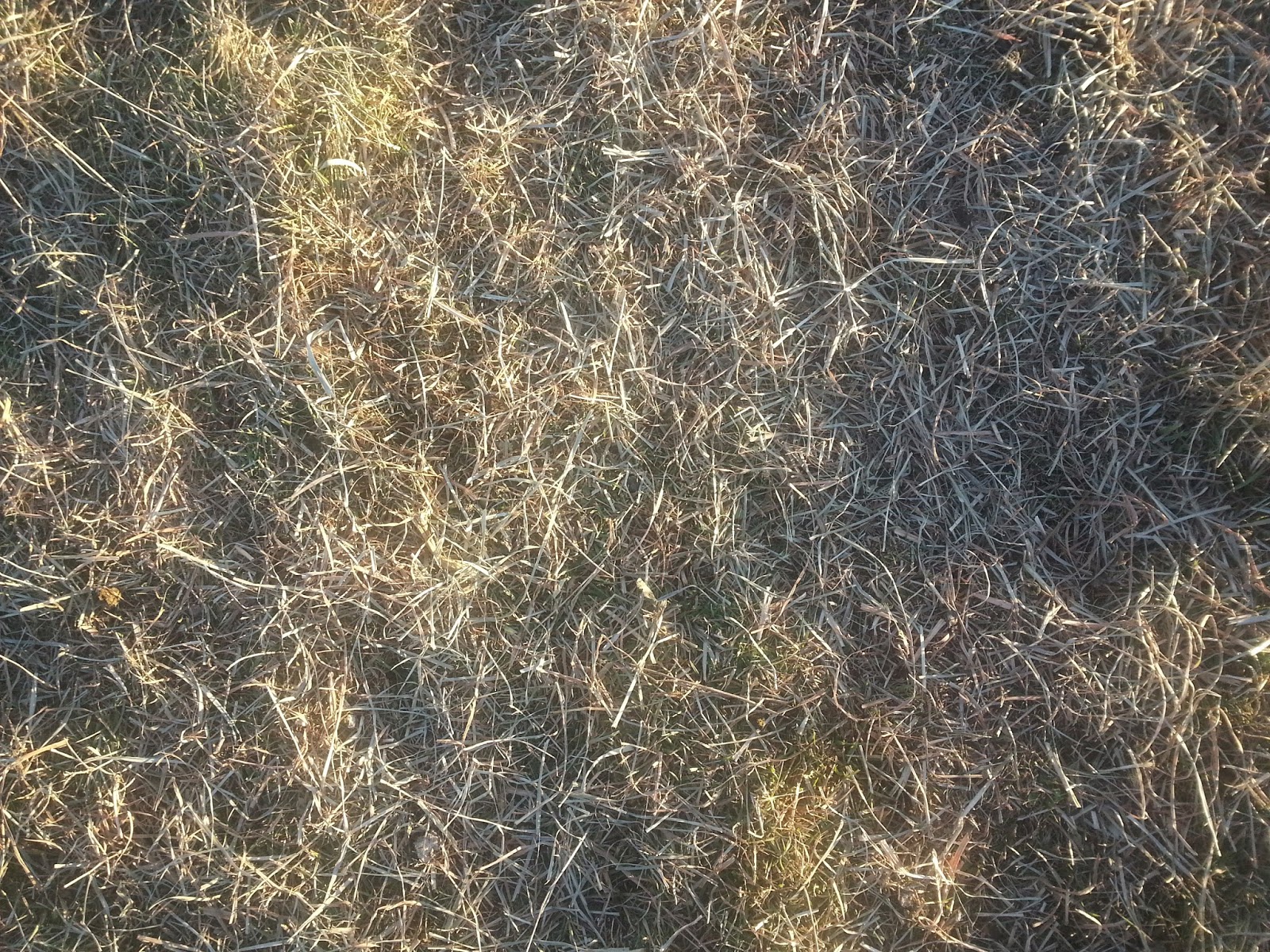 Foxtail Farm Katahdins: Feeding Hay