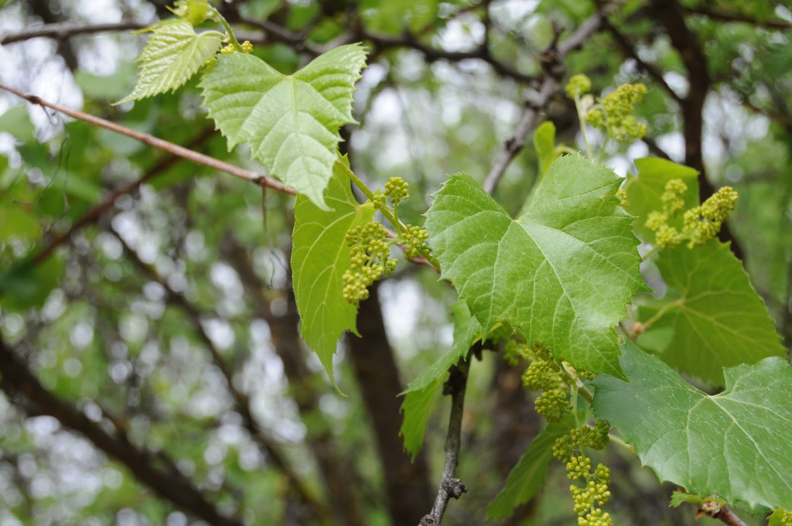 Arizona Hiking: PAGE SPRINGS HATCHERY NATURE TRAILS