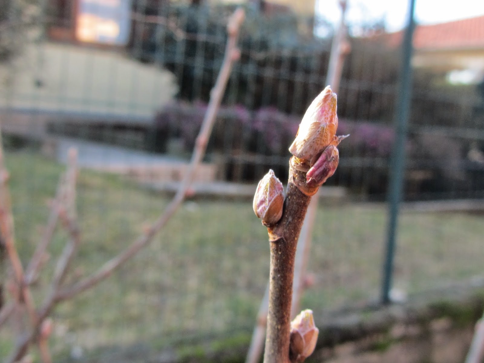 Come Coltivare il Ribes Nero (Ribes nigrum) | Il Gusto Della Natura