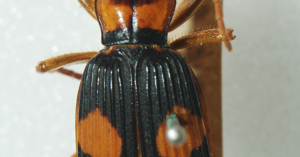 Variety of Life: Brachininae