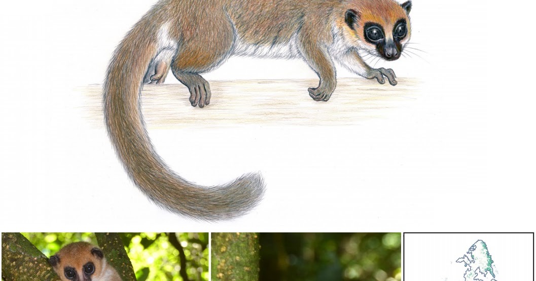 Species New to Science: [Primatology • 2015] Cheirogaleus andysabini ...
