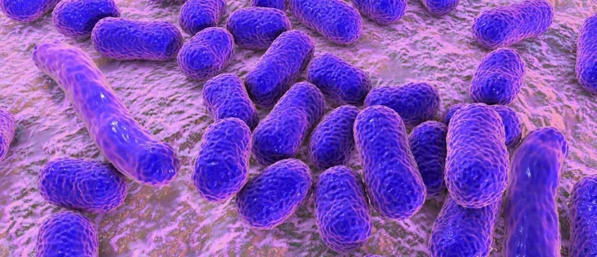 Clases de bacterias: eubacterias, cianobacterias y arqueobacterias - Biología