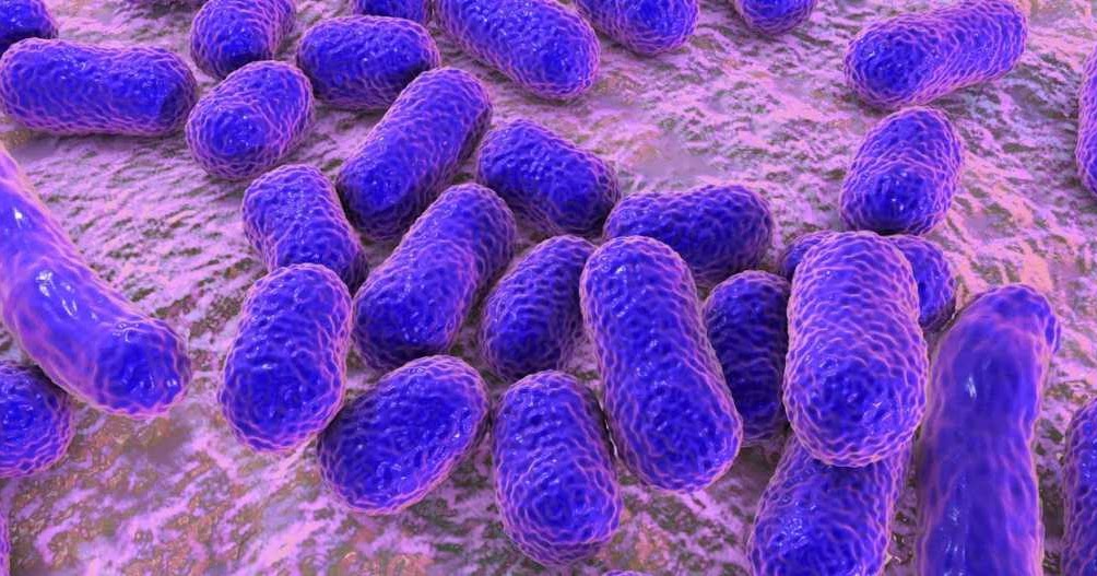Clases de bacterias: eubacterias, cianobacterias y arqueobacterias - Biología