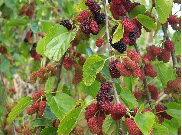 Amora Black Mulberry - Amoreira (Árvore) - Morus nigra