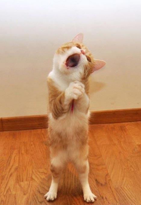 13 Foto Imut Kucing Sedang Berdiri | Nyatanya.Com