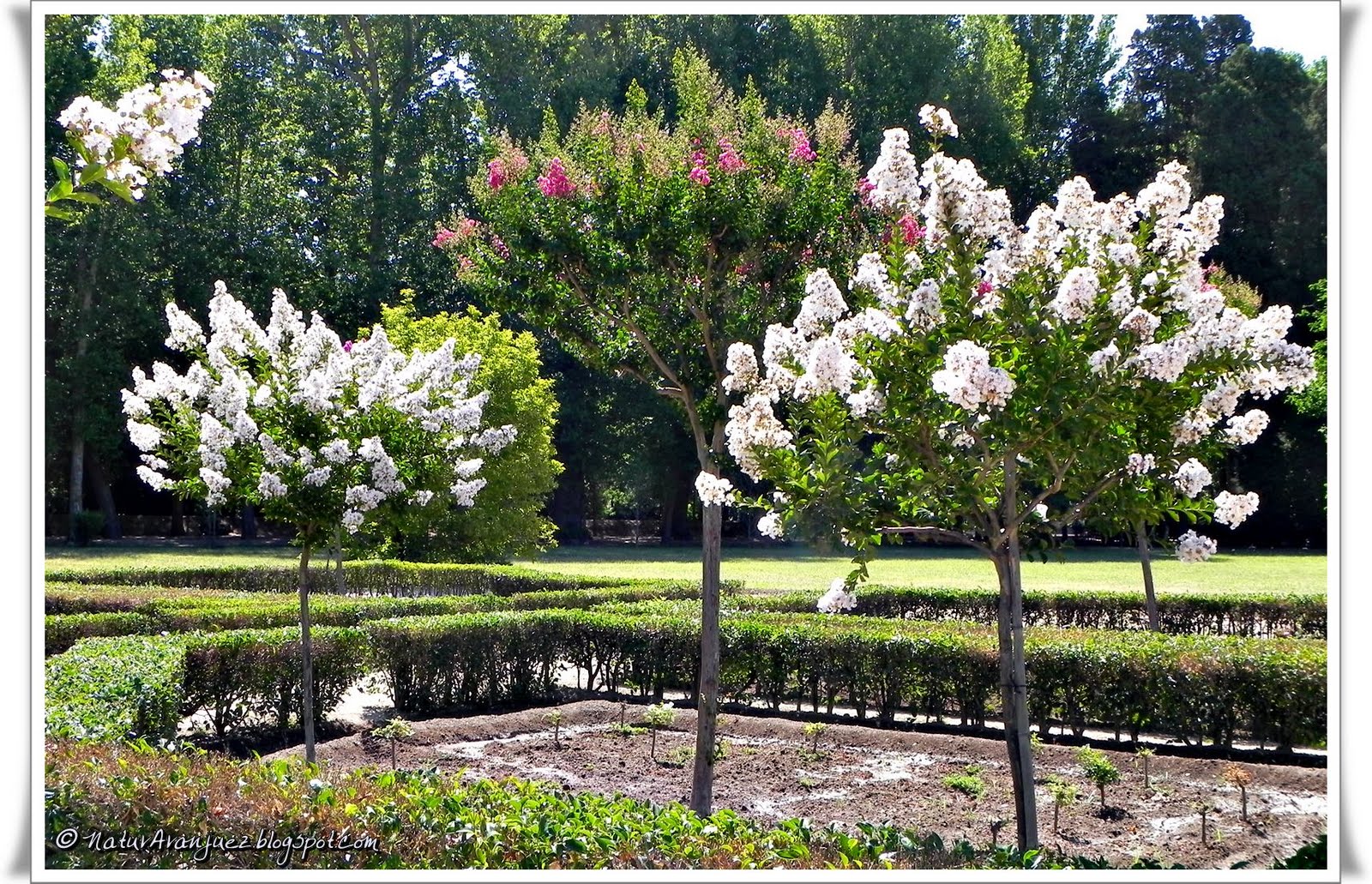 NaturAranjuez: Lagerstroemia indica (Júpiter)