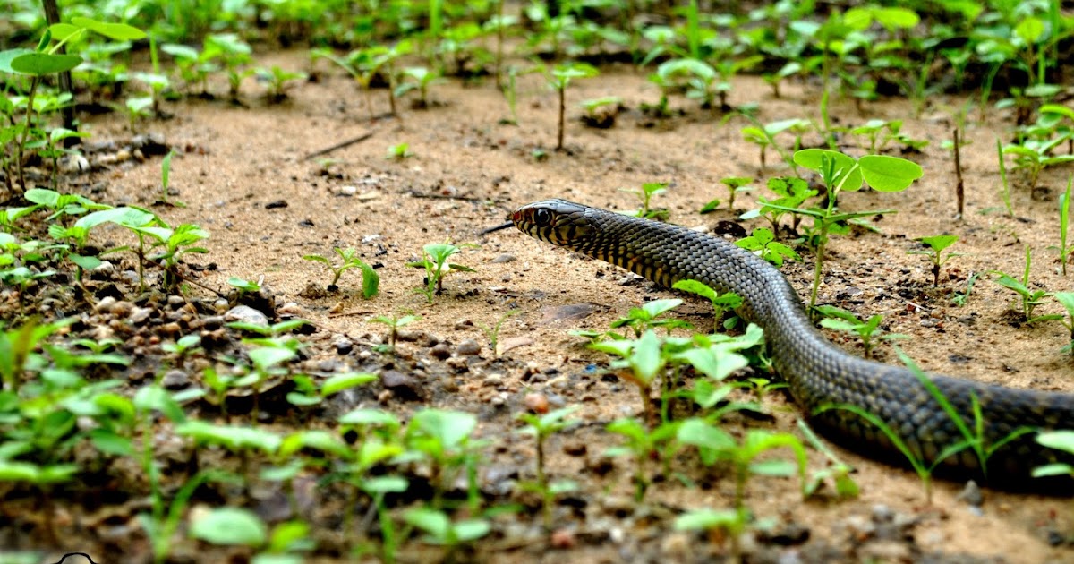 Darshan Photogallery: Common Rat Snake