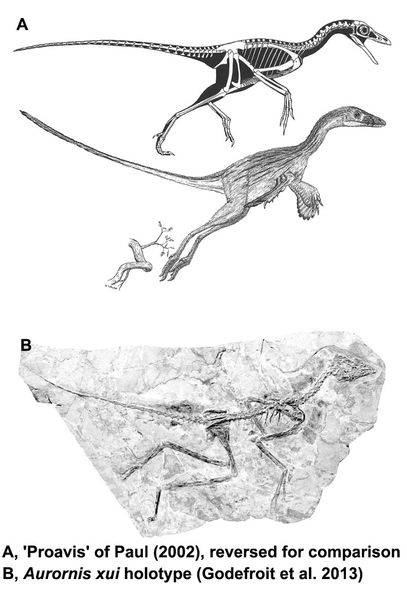 Du côté de chez Elysia chlorotica: Origine des oiseaux: Une solution ...