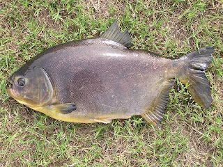 Pescaria de dicas: pacu