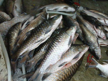 River Fish Supplier, Peter's Fish Trading Co, Sarawak