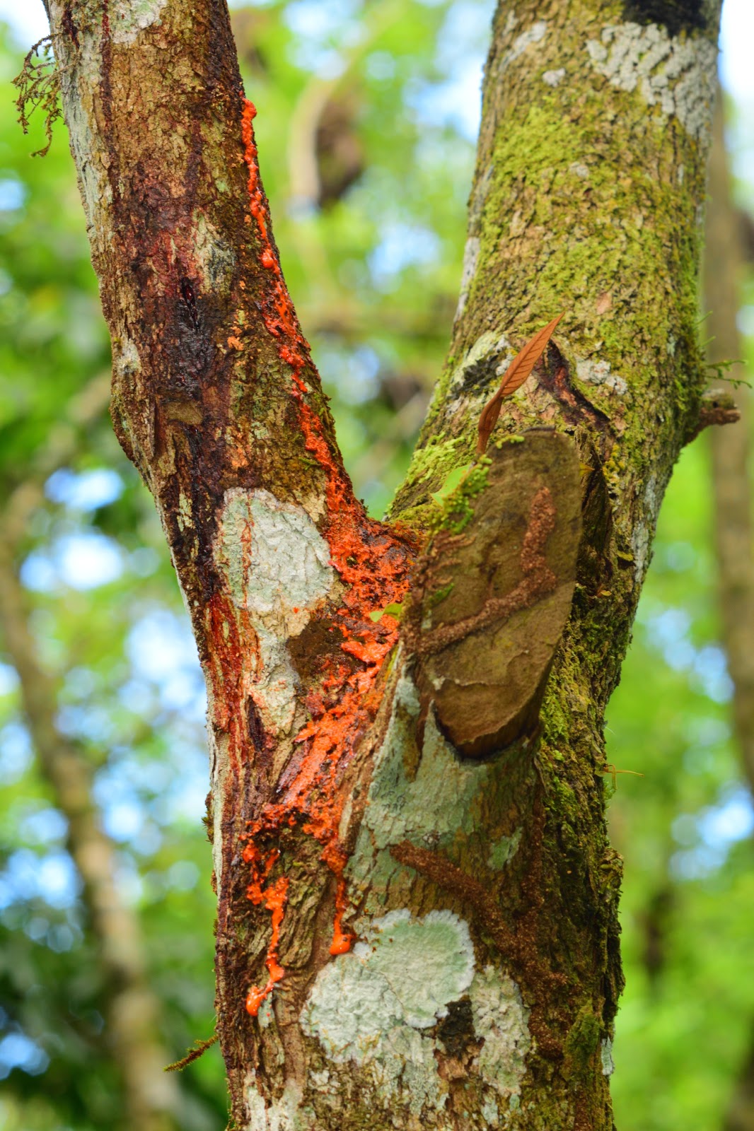 Orange Goo on Tree