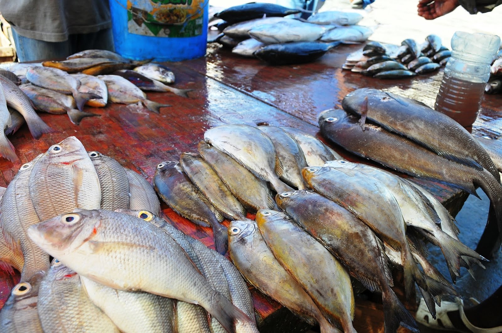 AKIDA: BEI YA SAMAKI VULULU VULULU SOKO LA SAMAKI MAGOGONI