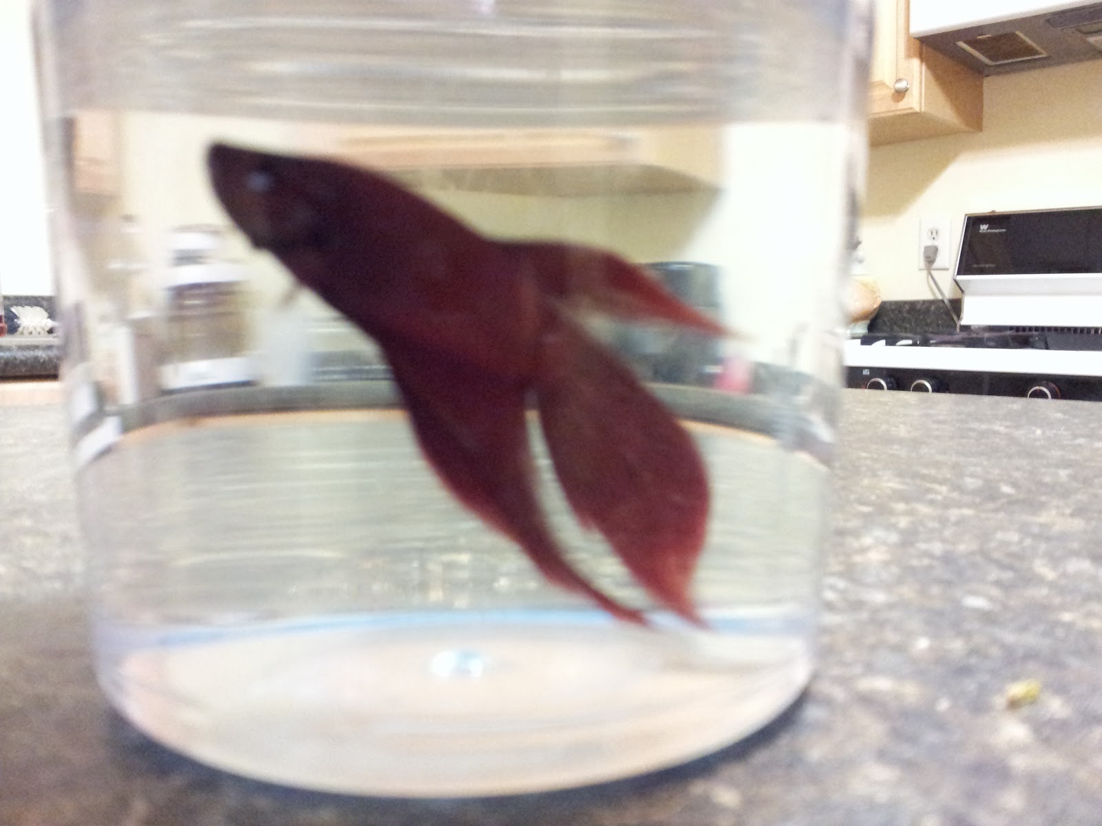 A Brown's Photographic Start in the Real World.: Swishh the Fish