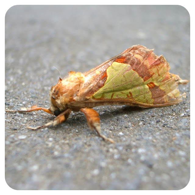 Shara Lambeth Designs: Mystery Moth