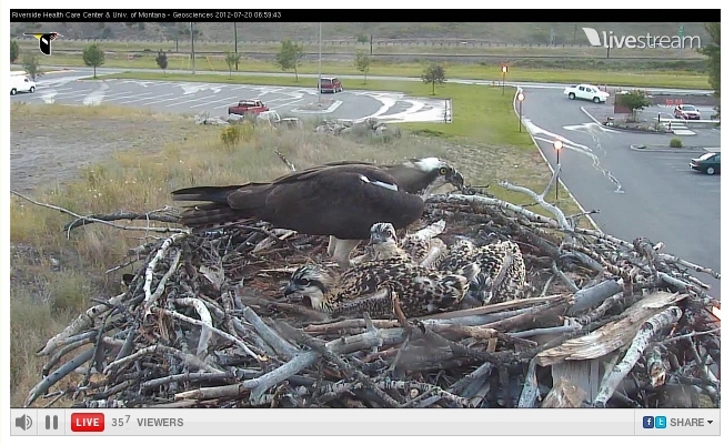 The Raptor Center: Urban Nesting Raptors On Camera
