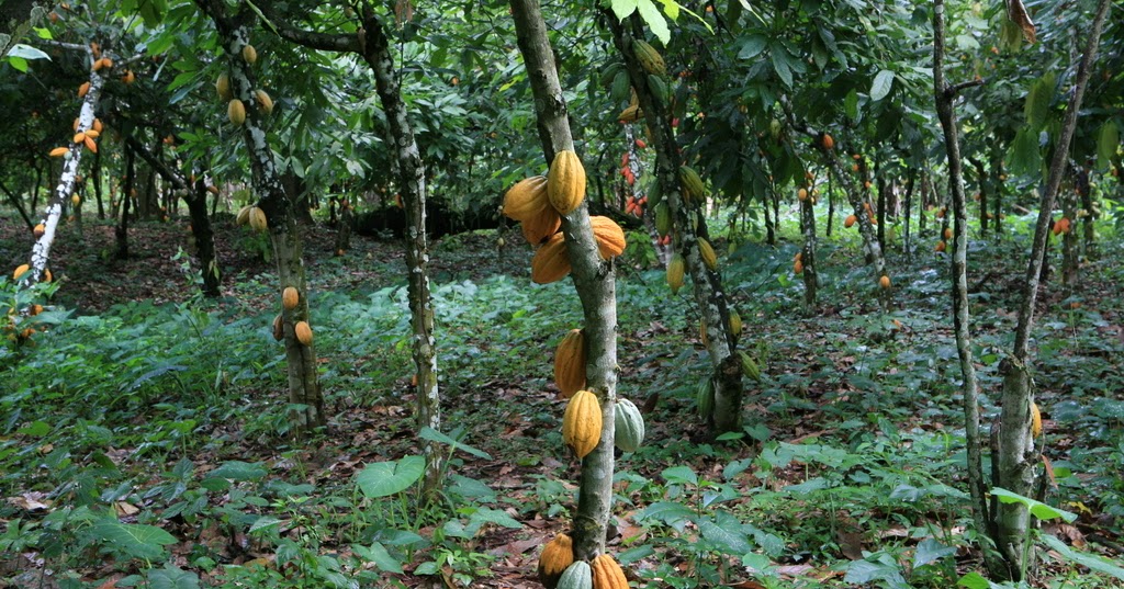 comment créer une plantation cacaoyère