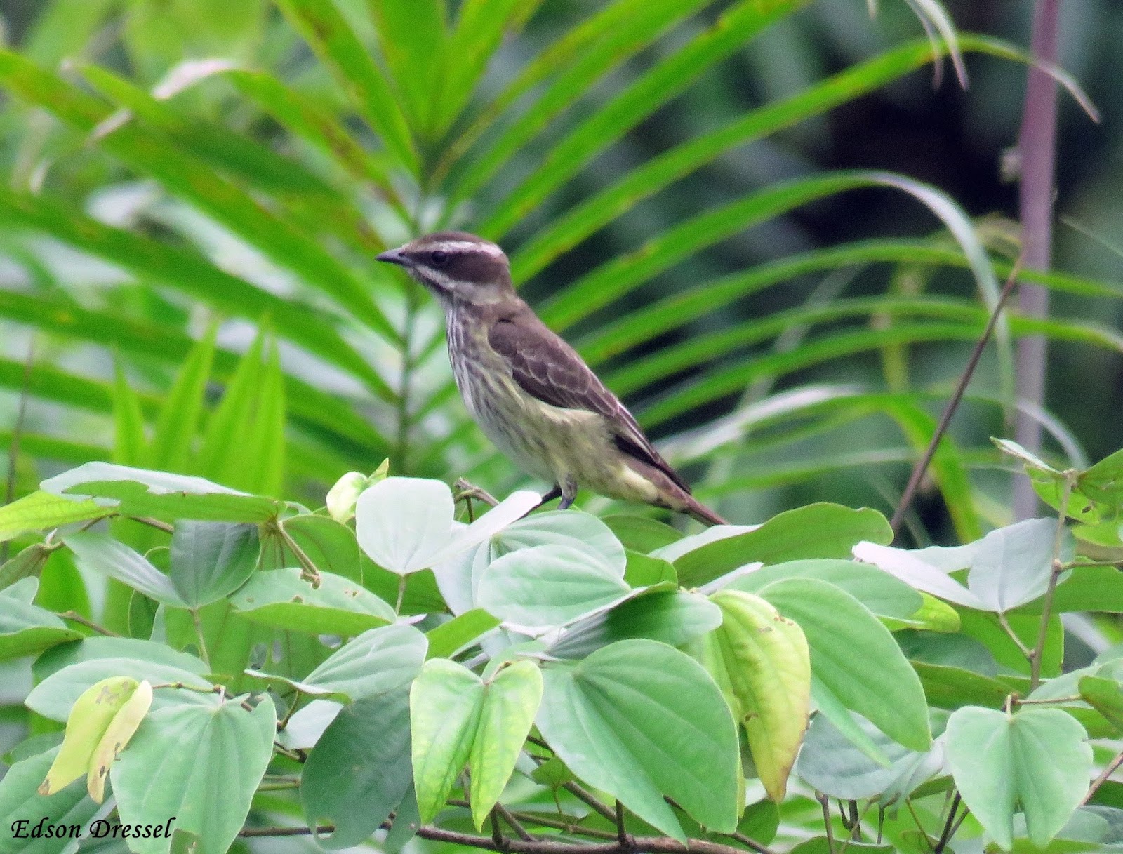 COAMA - Clube dos Observadores de Aves da Mata Atlântica - Joinville ...