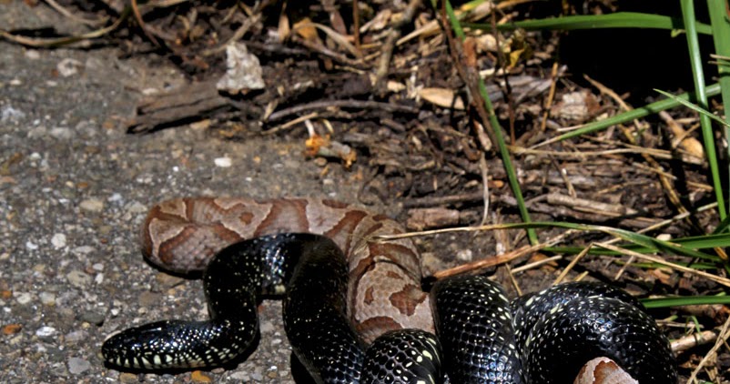 The Buckeye Botanist: Copperhead vs Eastern Black Kingsnake!