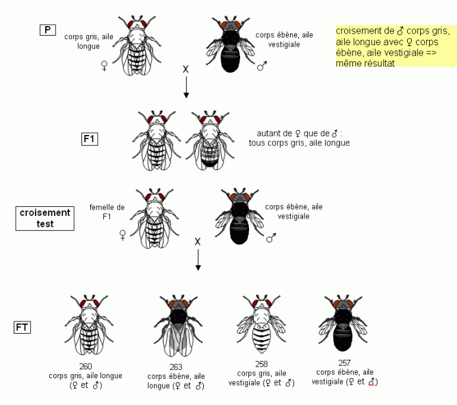 Blog des SVTU: TP : Méiose et recombinaisons génétiques, mise en évidence chez la drosophile.