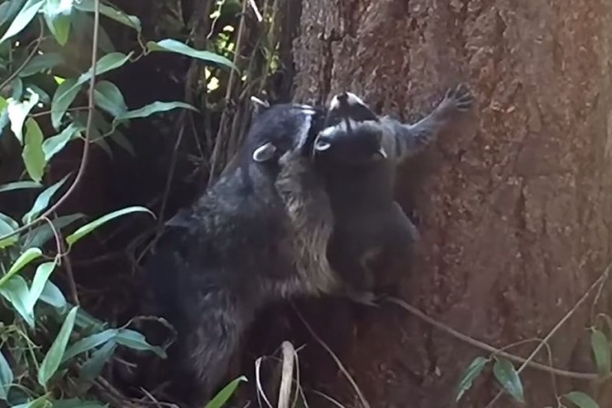 RAKUNI ( RACCOON ),predivni i nestašni rakuni uveseljavaju nas svojim ...