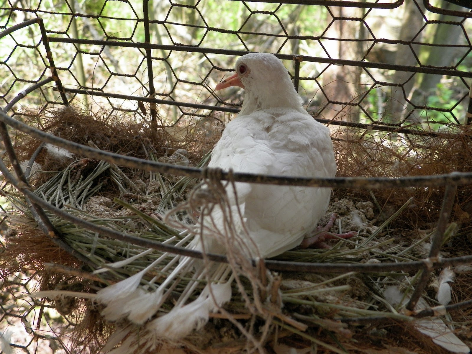 Just Chickens...: It's That Broody Time Of The Year ~Spring