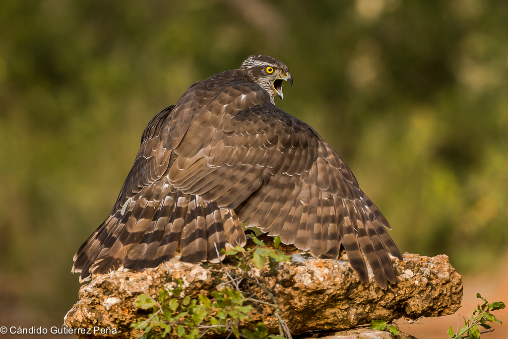 AZOR COMUN - Accipiter Gentilis | Observatorio de la Naturaleza