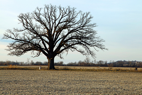 abcreads: New Mexico Trees