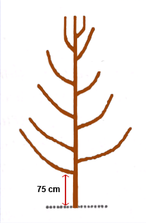 Durian Info: Pruning and Training The Durian