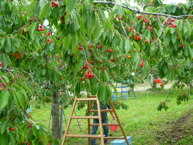 What Wonderful Travels in Hokkaido, JAPAN!: Sakuranboyama Tourist ...