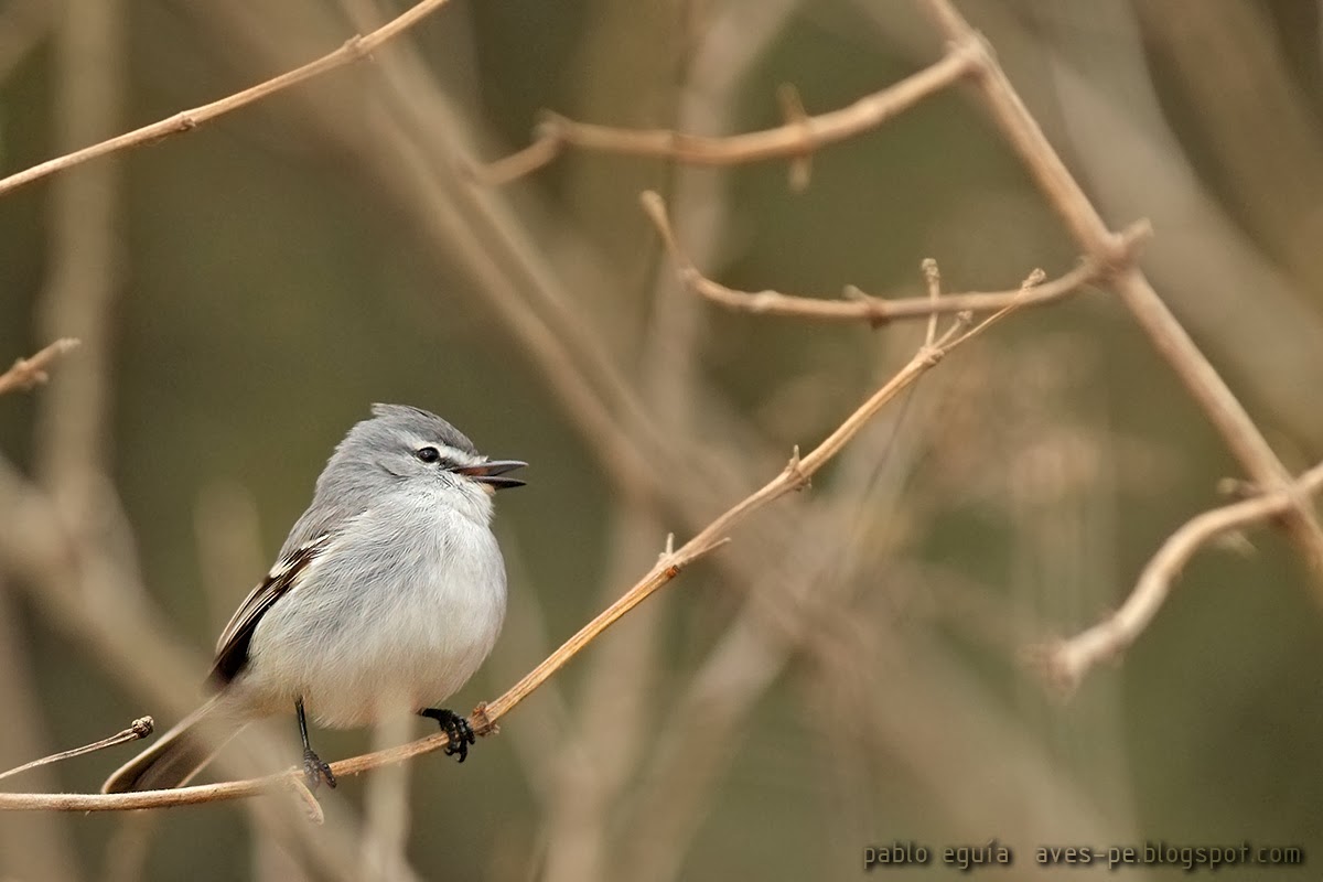 mis fotos de aves: Serpophaga (subcristata) munda Piojito Vientre ...