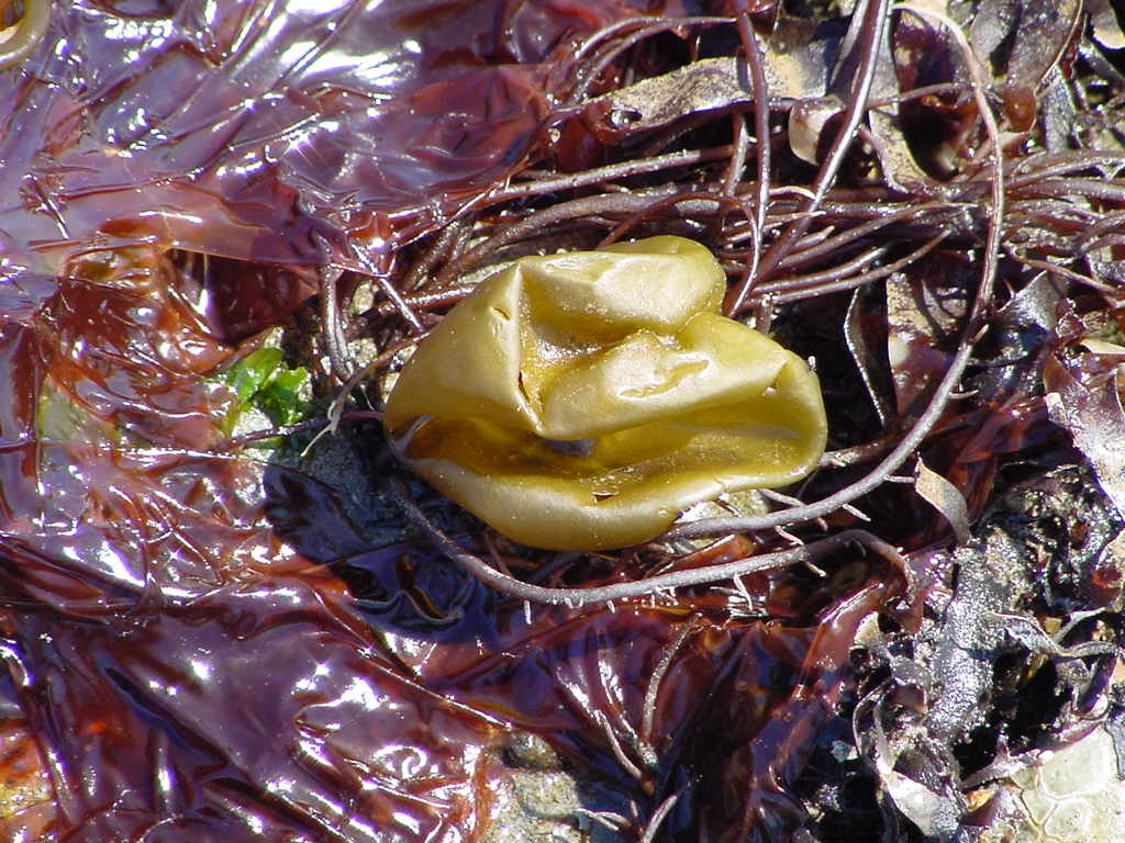 Buzz's Marine Life of Puget Sound: Algae-Seaweed-Sea Grass