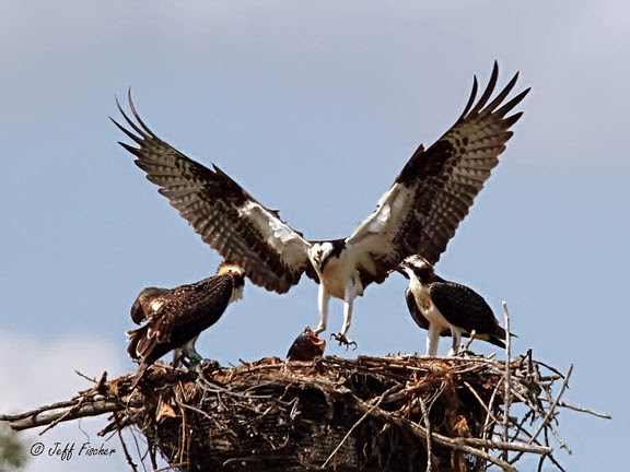 Ecobirder: Osprey