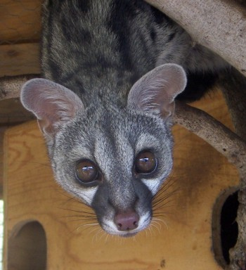 mainly mongoose: Intruder rampant