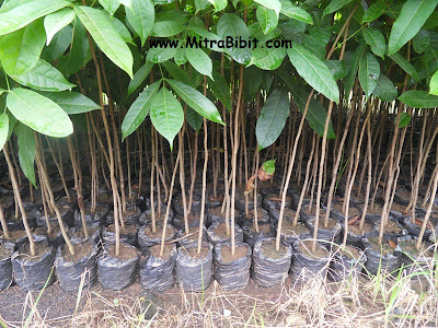 CV. Mitra Bibit: Pohon Mahoni sebagai Salah Satu Alternatif pengganti ...