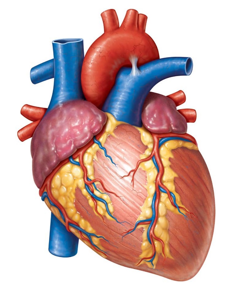 Jola Aliaj | Create WebQuest