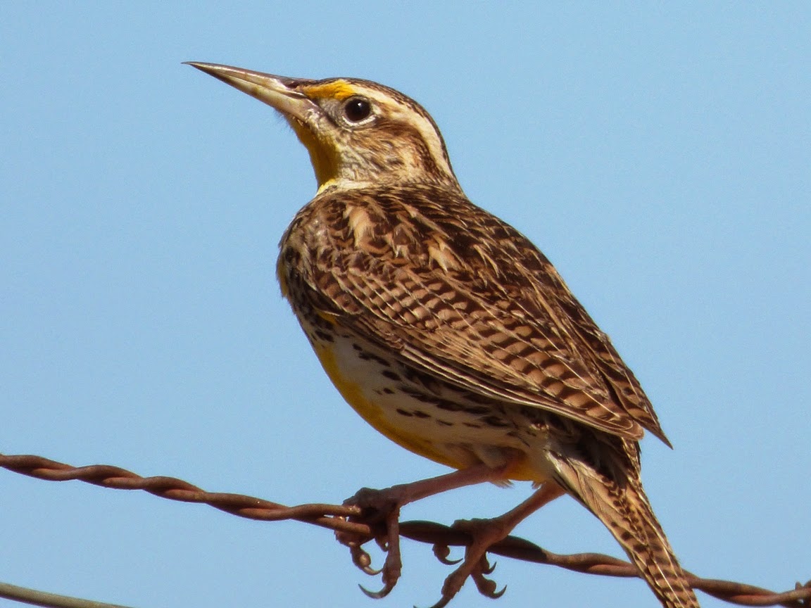 Geotripper's California Birds: Western Meadowlark near Turlock Lake
